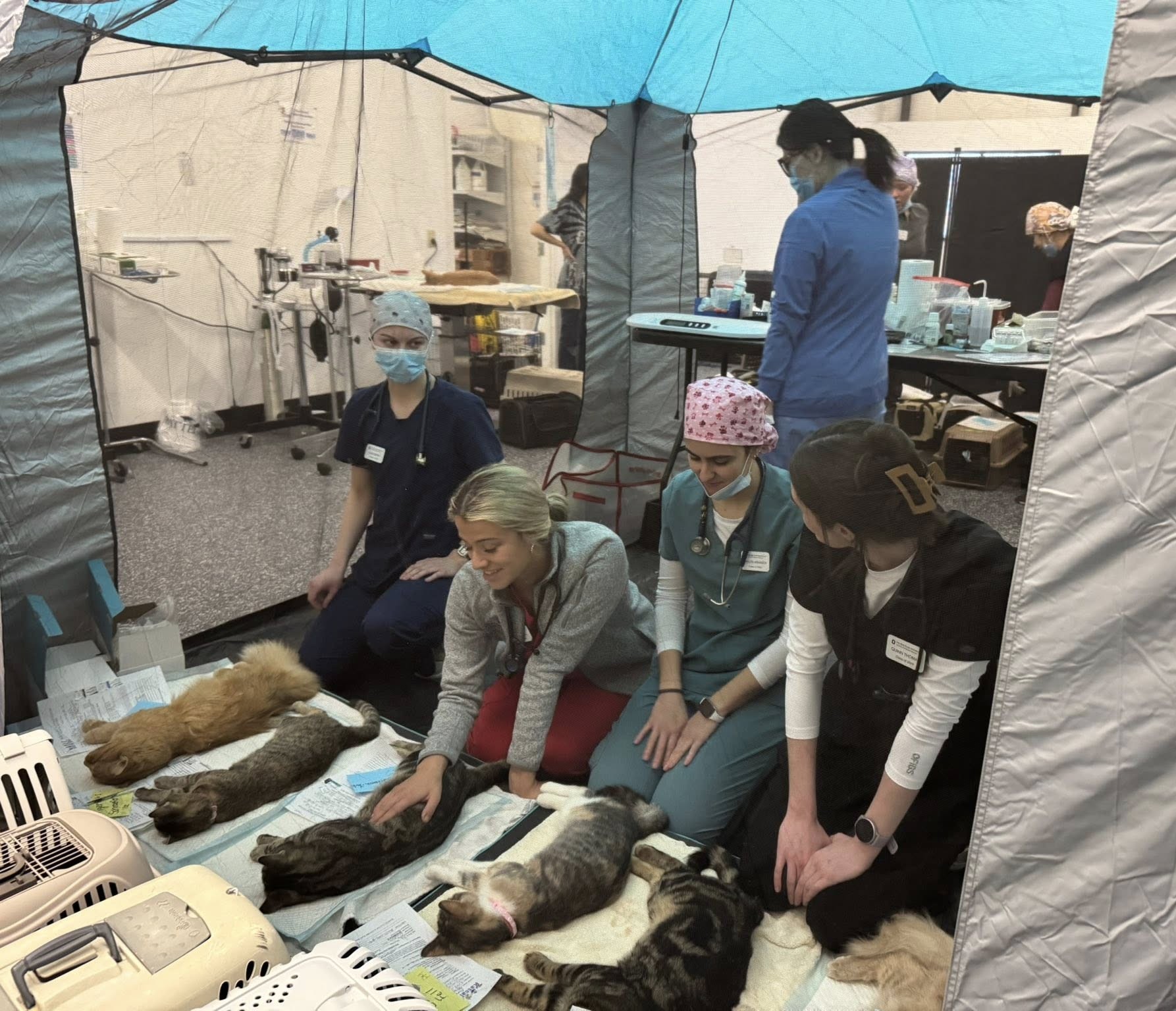 Access to Veterinary Care Provided at 2026 World Spay Day Clinics