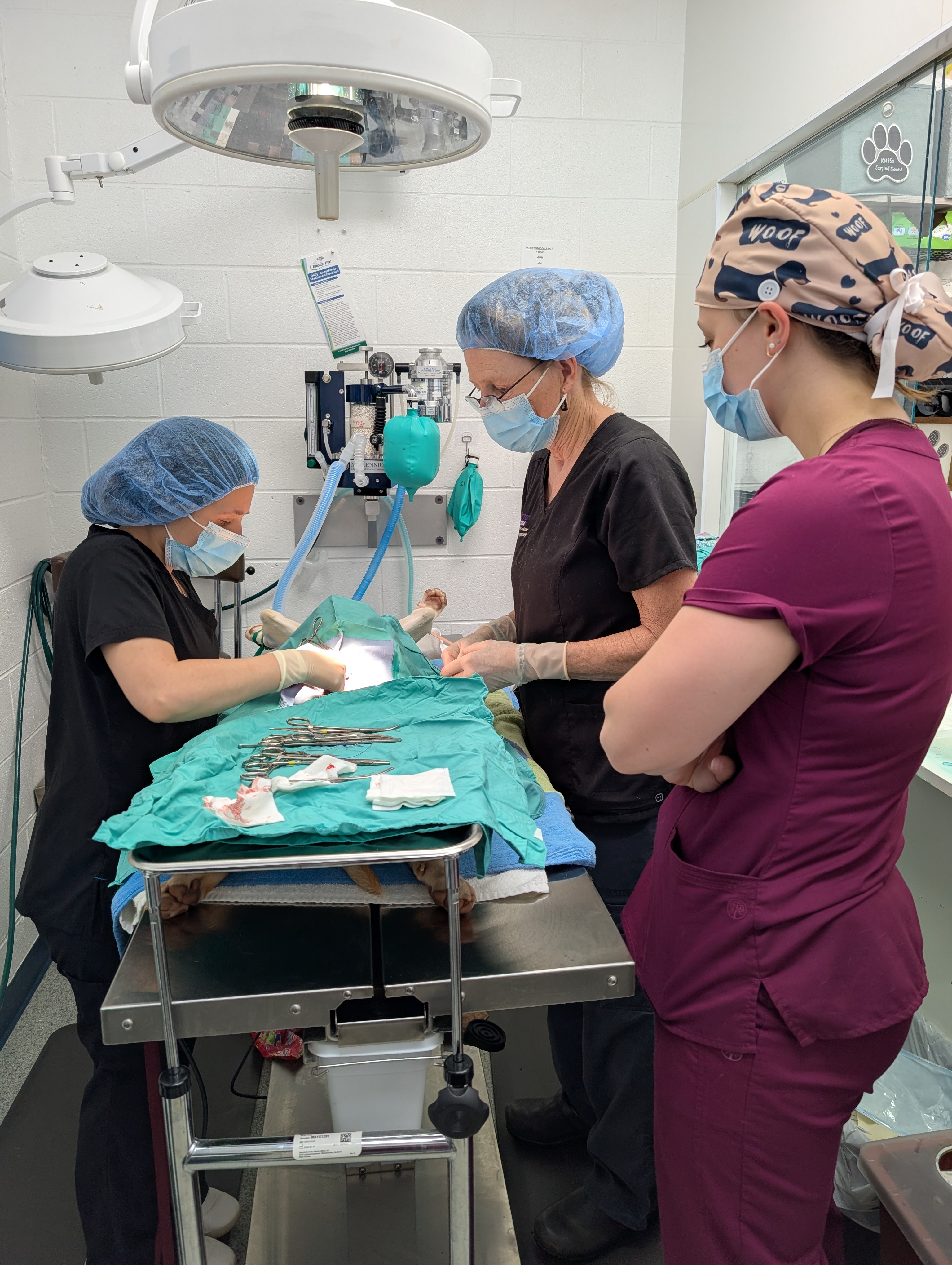 Access to Veterinary Care Provided at 2026 World Spay Day Clinics